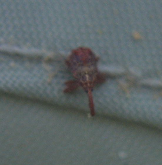 Apple Curculio | Project Noah