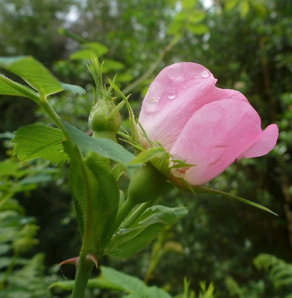 Native Irish Dog Rose | Project Noah