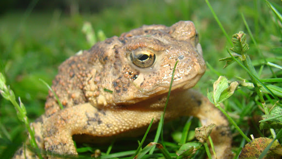 American Toad | Project Noah