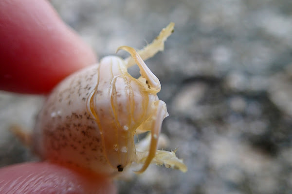 Pacific Mole Crab | Project Noah