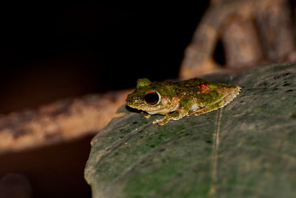 Frilled Tree Frog | Project Noah