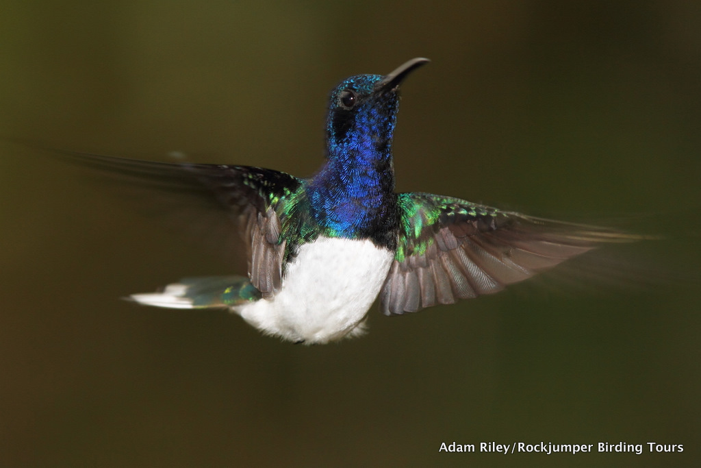 White-necked Jacobin | Project Noah