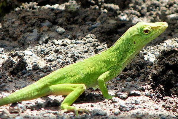 Neotropical Green Anole | Project Noah