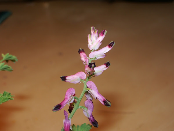 Wall Fumitory | Project Noah