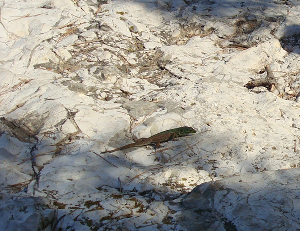 Ruin lizard | Project Noah