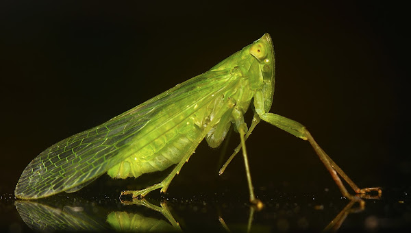 Plant hopper | Project Noah