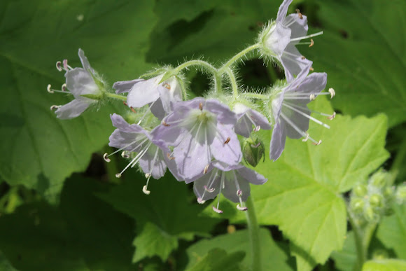 appendaged waterleaf | Project Noah