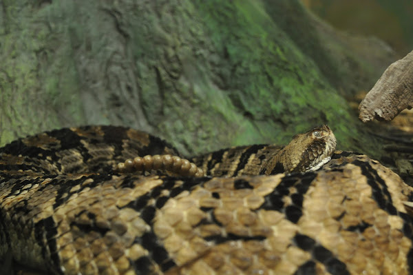 Timber Rattlesnake | Project Noah