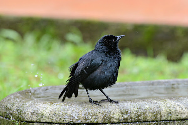 Scrub Blackbird | Project Noah