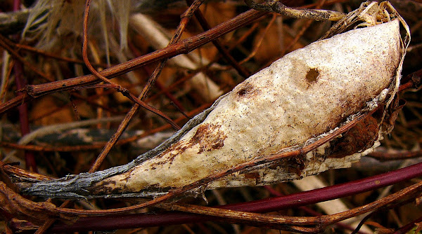 Common Milkweed Seed Pods | Project Noah