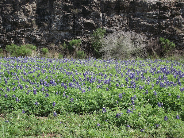Texas Bluebonnets | Project Noah