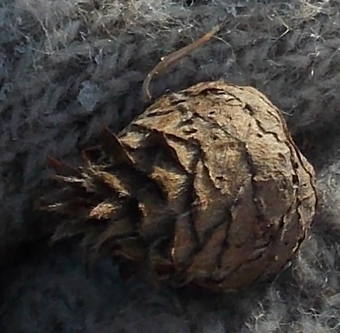 Midge (Willow Pine Cone Gall) | Project Noah