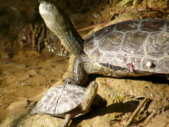Spanish pond turtle | Project Noah