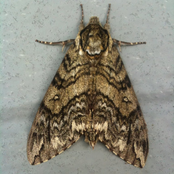 Waved Sphinx | Project Noah