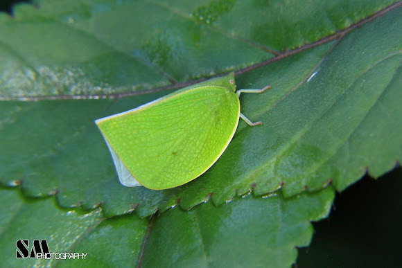 Leaf Mimic Planthopper | Project Noah