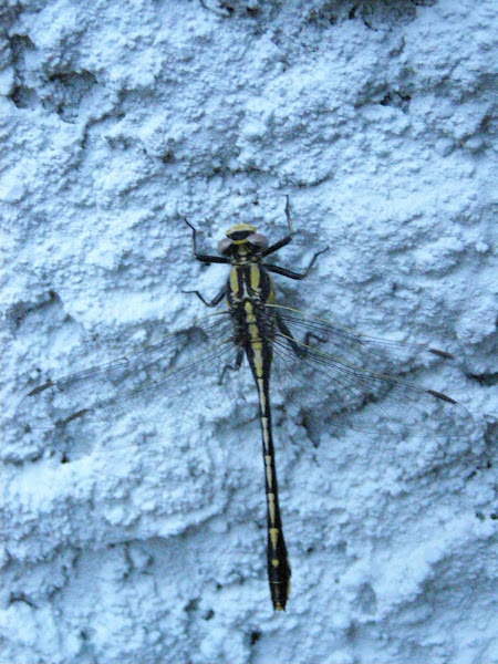 Horned Clubtail Dragonfly | Project Noah
