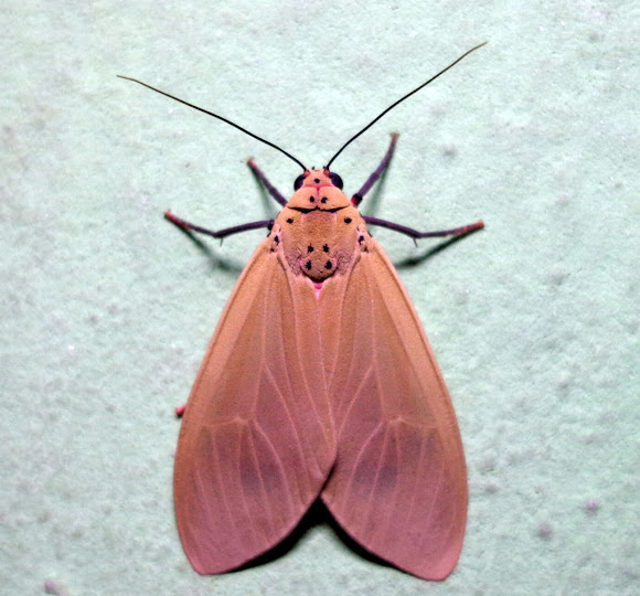 Arctiid moth | Project Noah