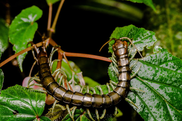Centepede | Project Noah