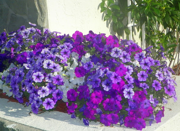 Petunias | Project Noah