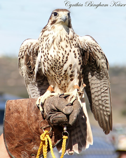 Prairie Falcon | Project Noah