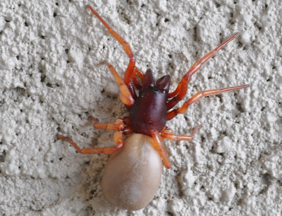 Woodlouse Spider | Project Noah
