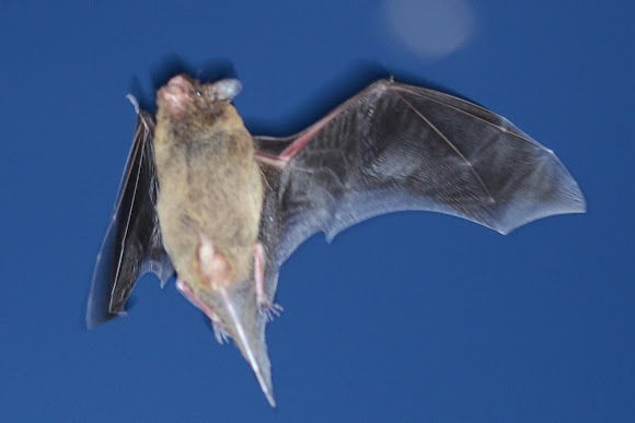 Java Pipistrelle | Project Noah