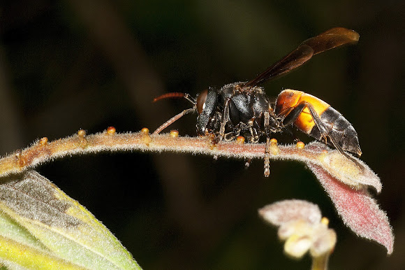 Lesser banded hornet | Project Noah