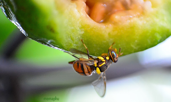 Oriental Fruit Fly | Project Noah