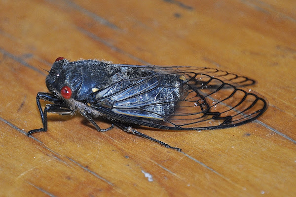 Black Prince Cicada | Project Noah