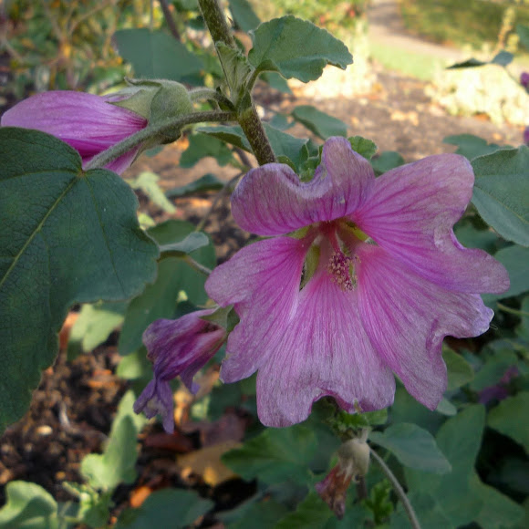 Malva real, malvarrosa, malva isabela. | Project Noah