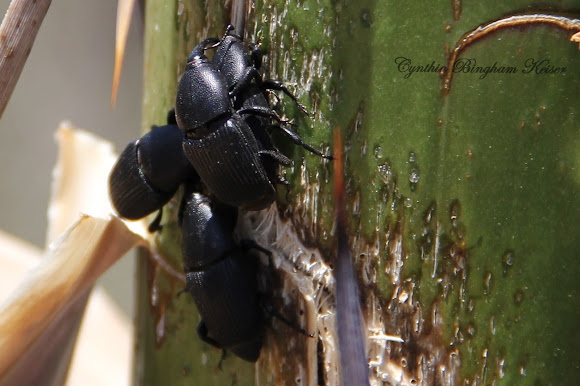 Yucca Weevil (Mating) | Project Noah