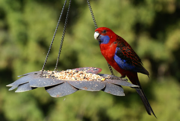 Crimson Rosella | Project Noah