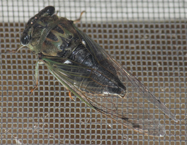 Scissors Grinder Cicada | Project Noah