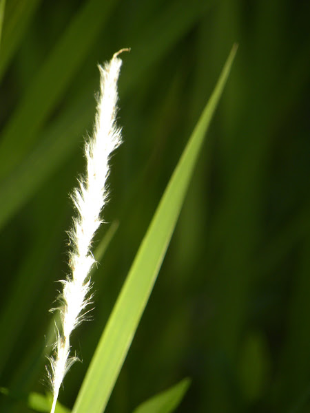 Blue maidencane | Project Noah