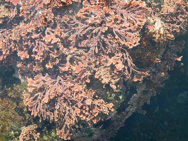 Calcified encrusting coralline algae (?) | Project Noah