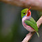 Cuban Tody | Project Noah