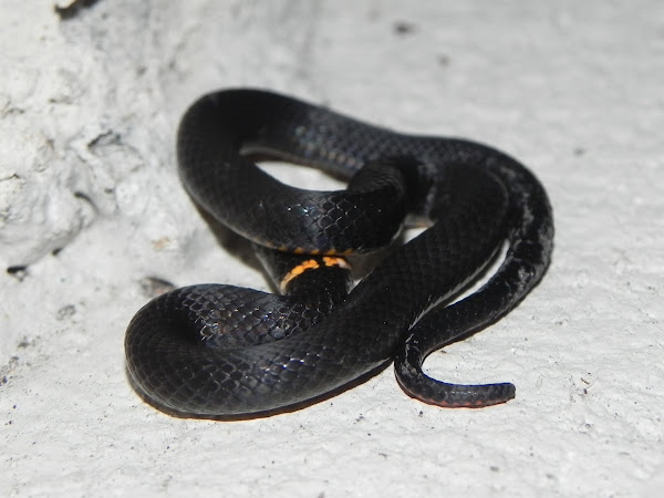 Southern Ring-necked snake (hatchling) | Project Noah