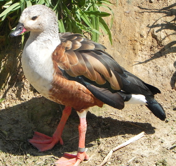 Barrow's Goldeneye | Project Noah