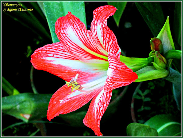 Amaryllis, Hippeastrum Cultivar | Project Noah