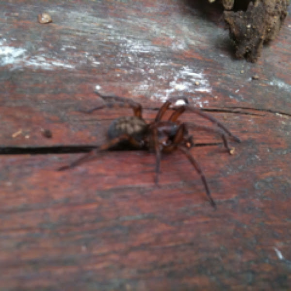 Black lace-weaver | Project Noah