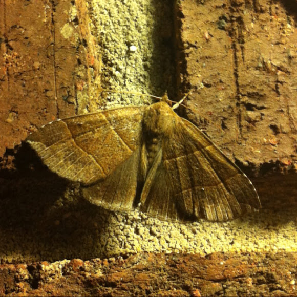 Maple Looper | Project Noah