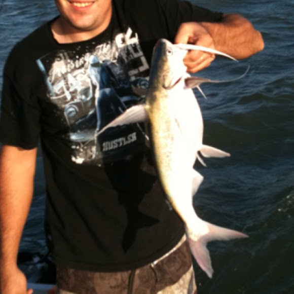 Sail Catfish | Project Noah