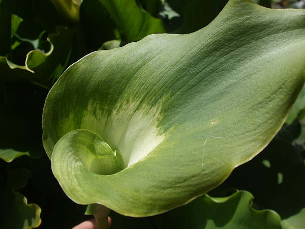 Calla Lily 'Green Goddess' | Project Noah