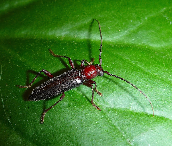 Red-Necked Long-Horn Beetle | Project Noah
