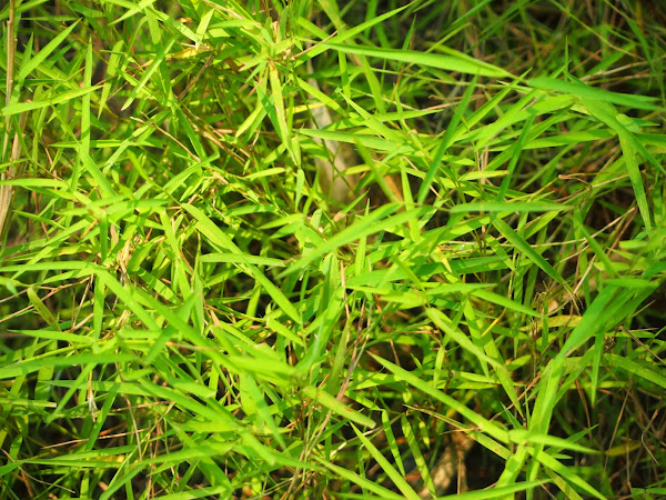 Bamboo grass | Project Noah