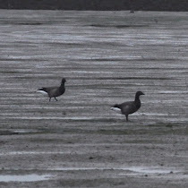 Wildlife on the Walton Backwaters | Project Noah