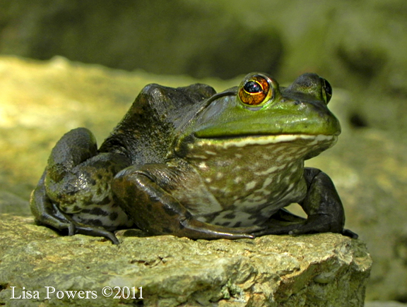 American Bullfrog | Project Noah