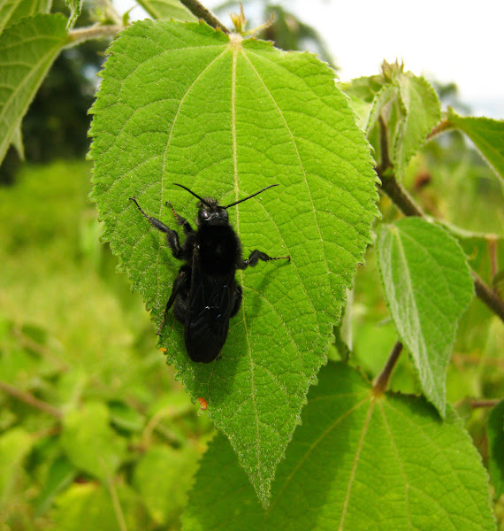 Mamangava | Project Noah