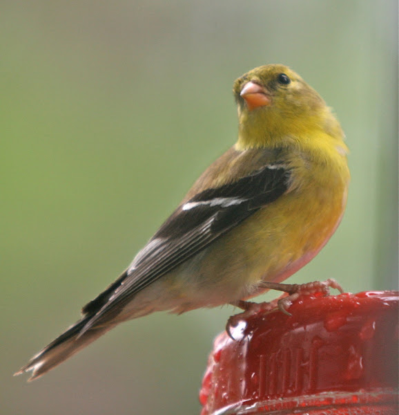 American Goldfinch | Project Noah