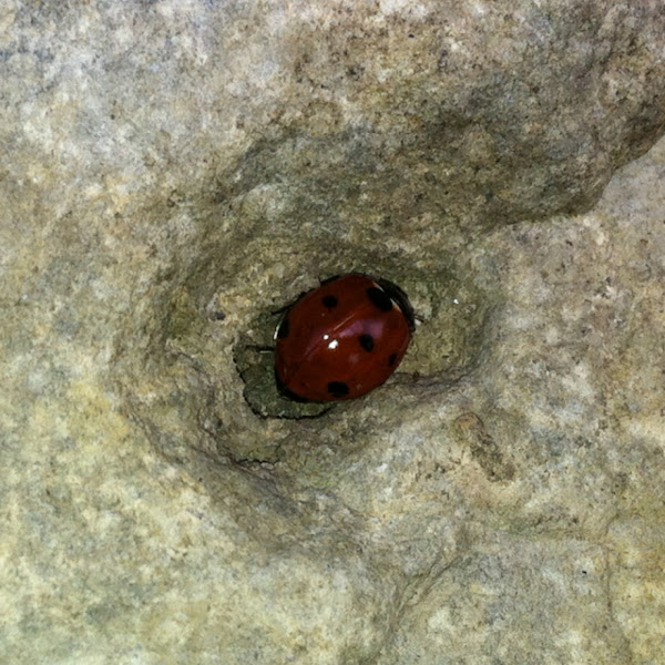 7 Spotted Lady Bug | Project Noah